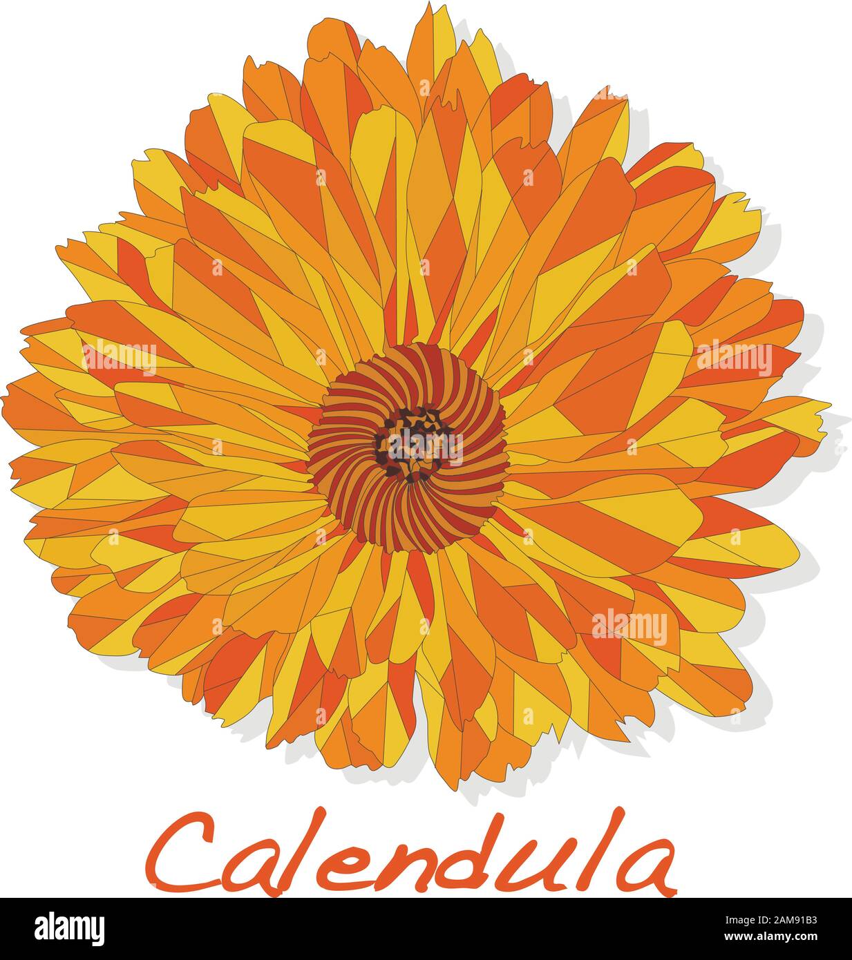Calendula. Medical herb vector illustration isolated on white.Polygonal ...