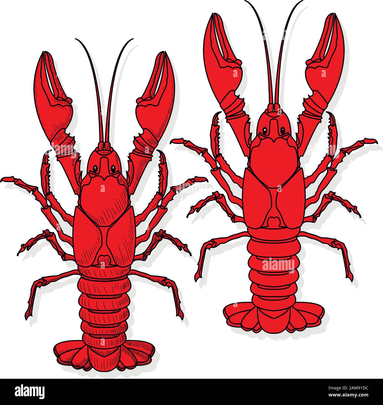 Crayfish vector illustration on a white background Stock Vector Image ...