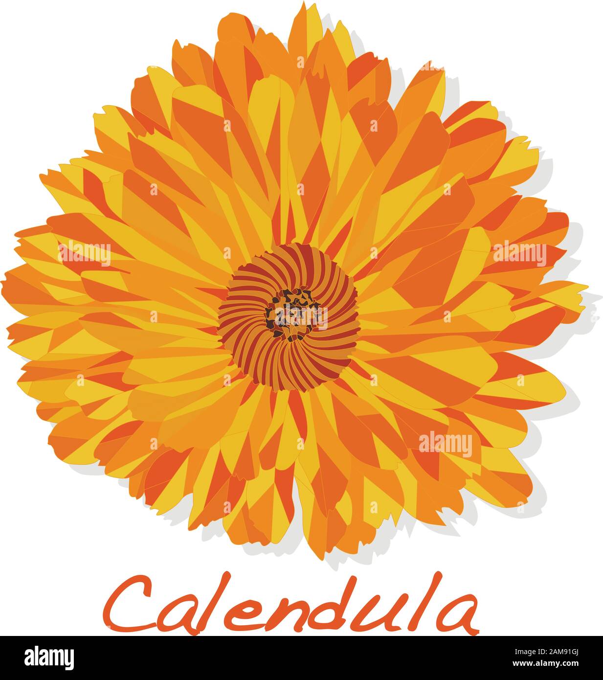 Calendula. Medical herb vector illustration isolated on white.Polygonal ...