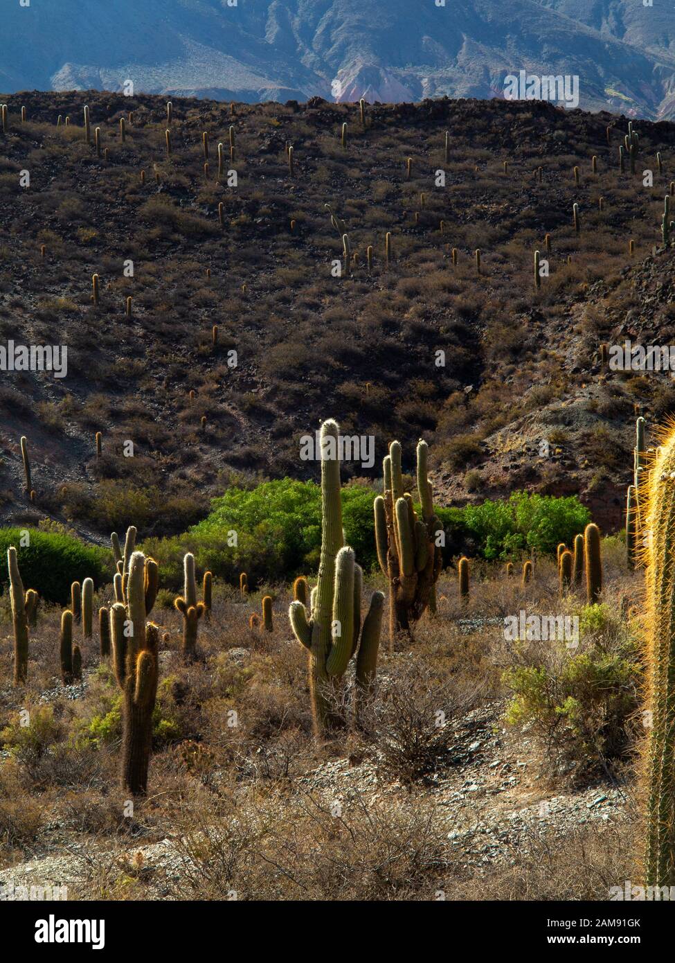 Puna desert hi-res stock photography and images - Alamy