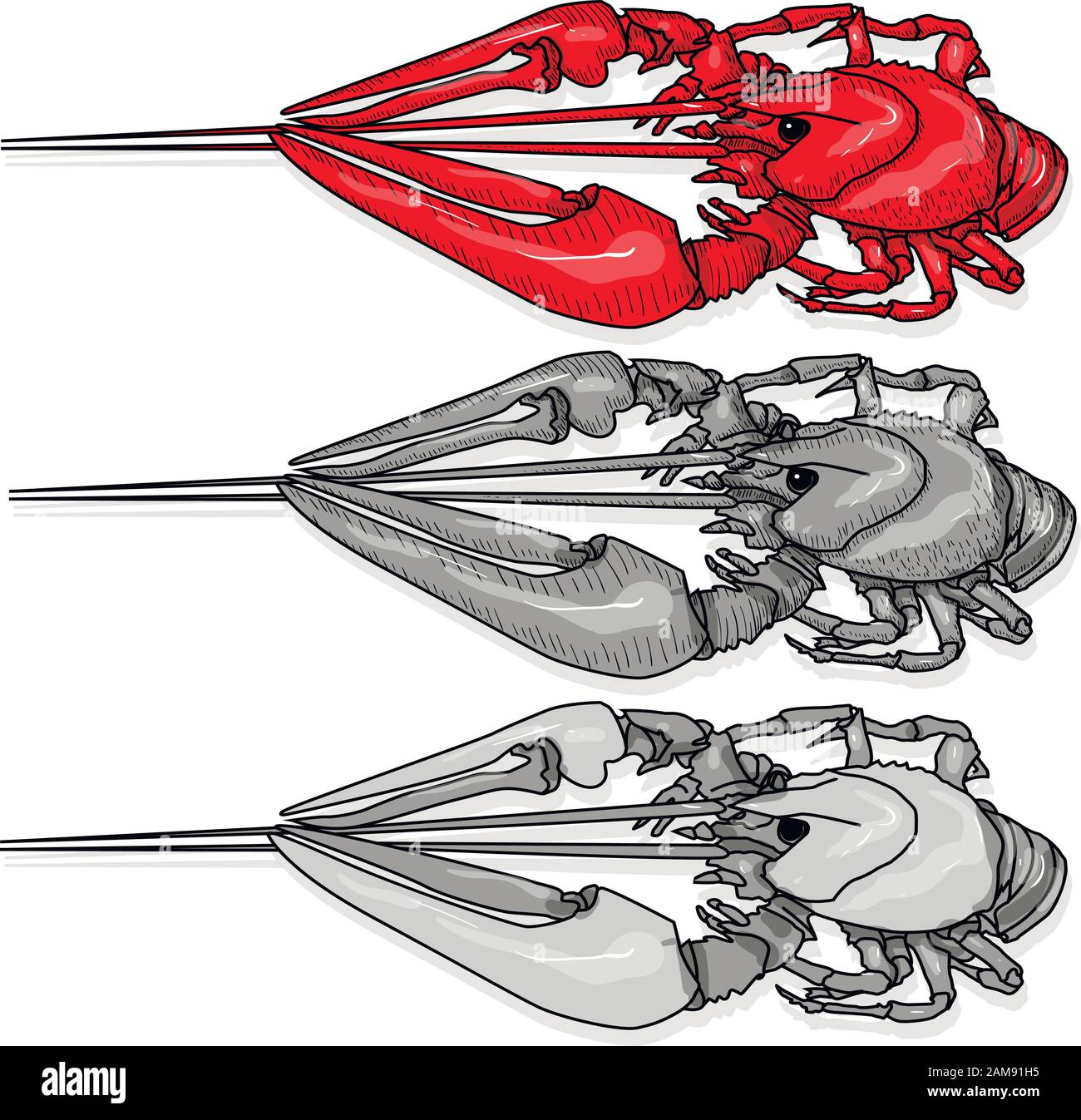Crayfish vector illustration on a white background. Monochrome crayfish ...
