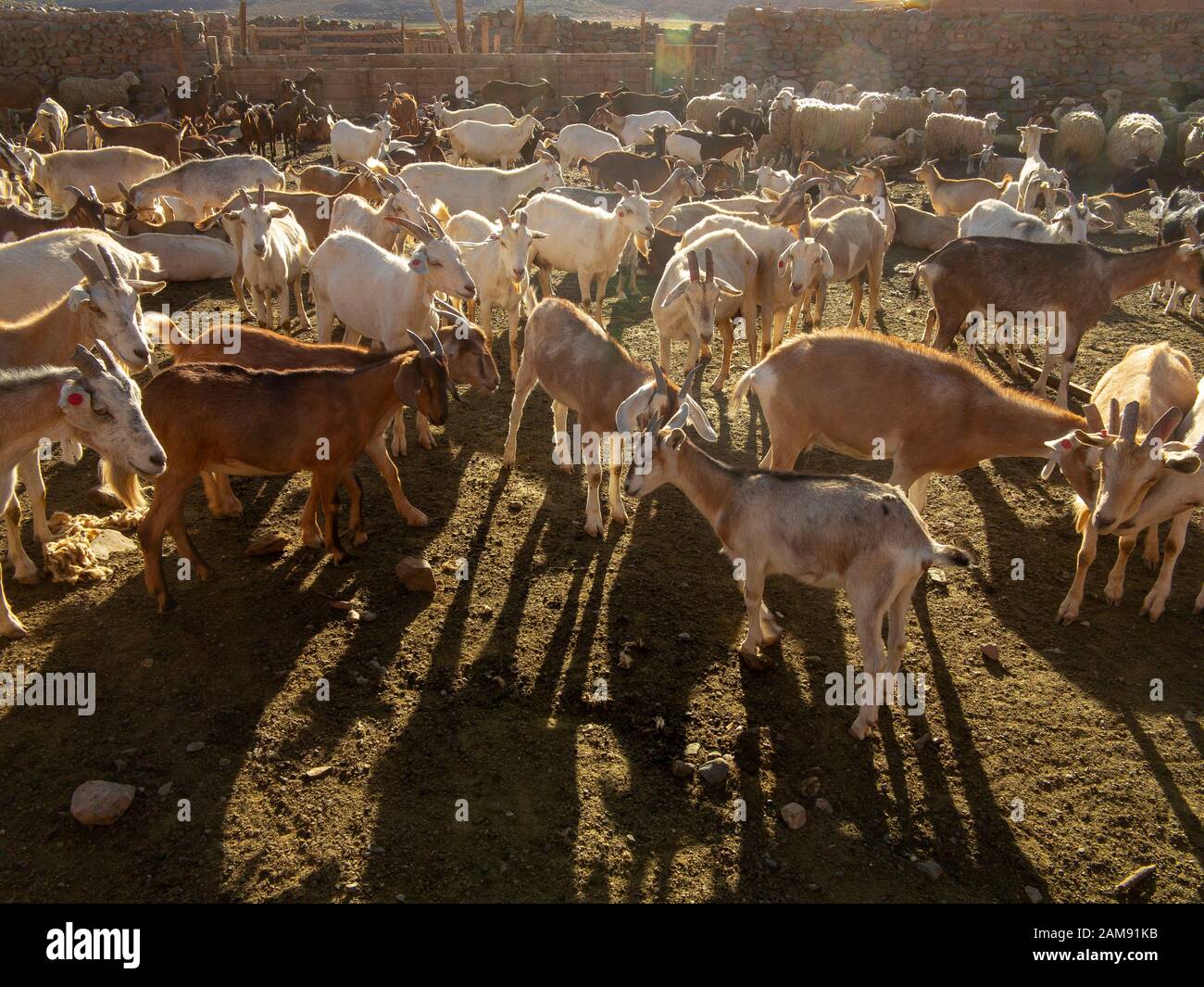 The inhabitants of the Andes region used to raise big flocks of goats ...