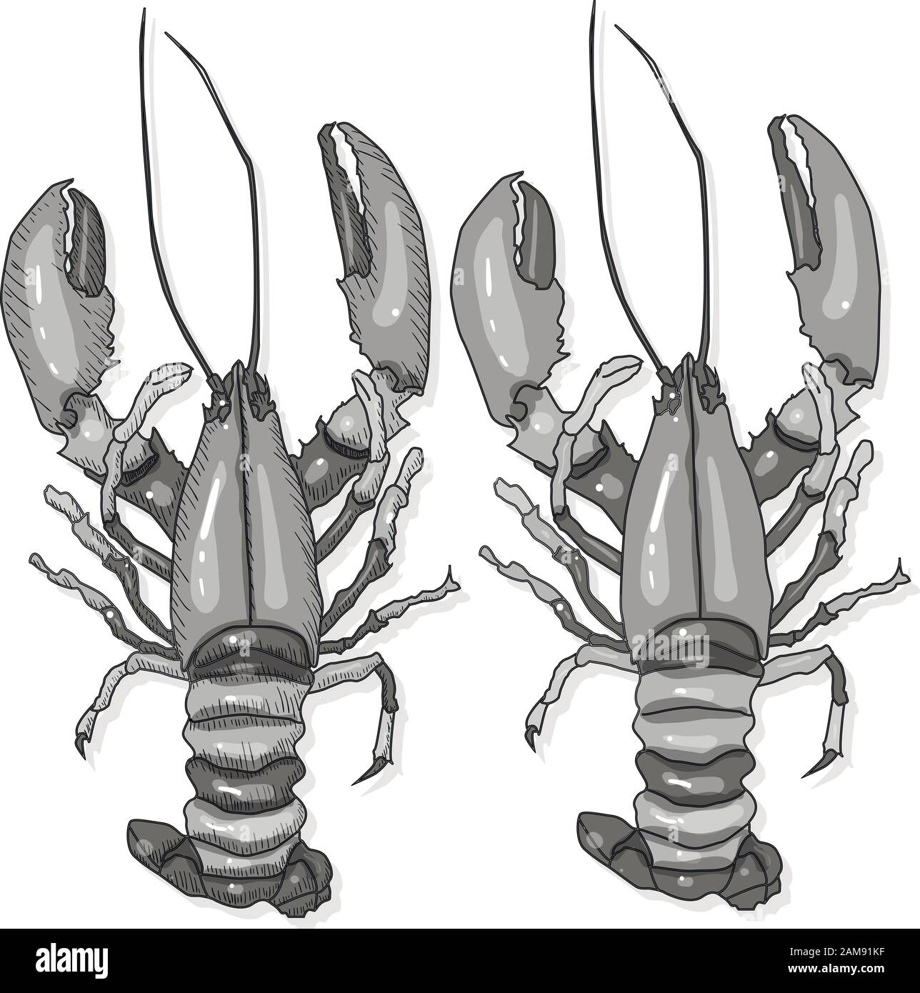 Crayfish vector illustration on a white background. Monochrome crayfish ...
