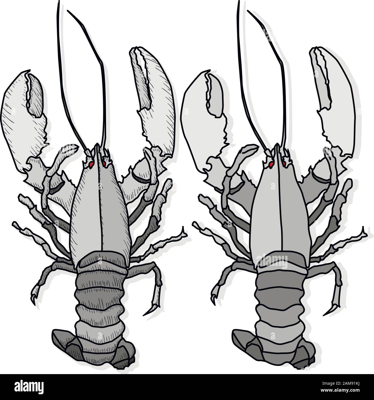 Crayfish vector illustration on a white background. Monochrome crayfish ...