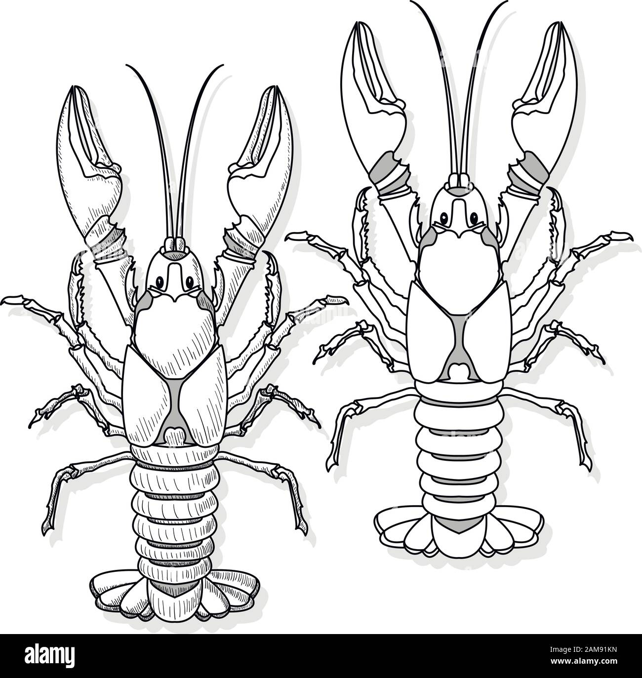 Crayfish vector illustration on a white background Stock Vector Image ...