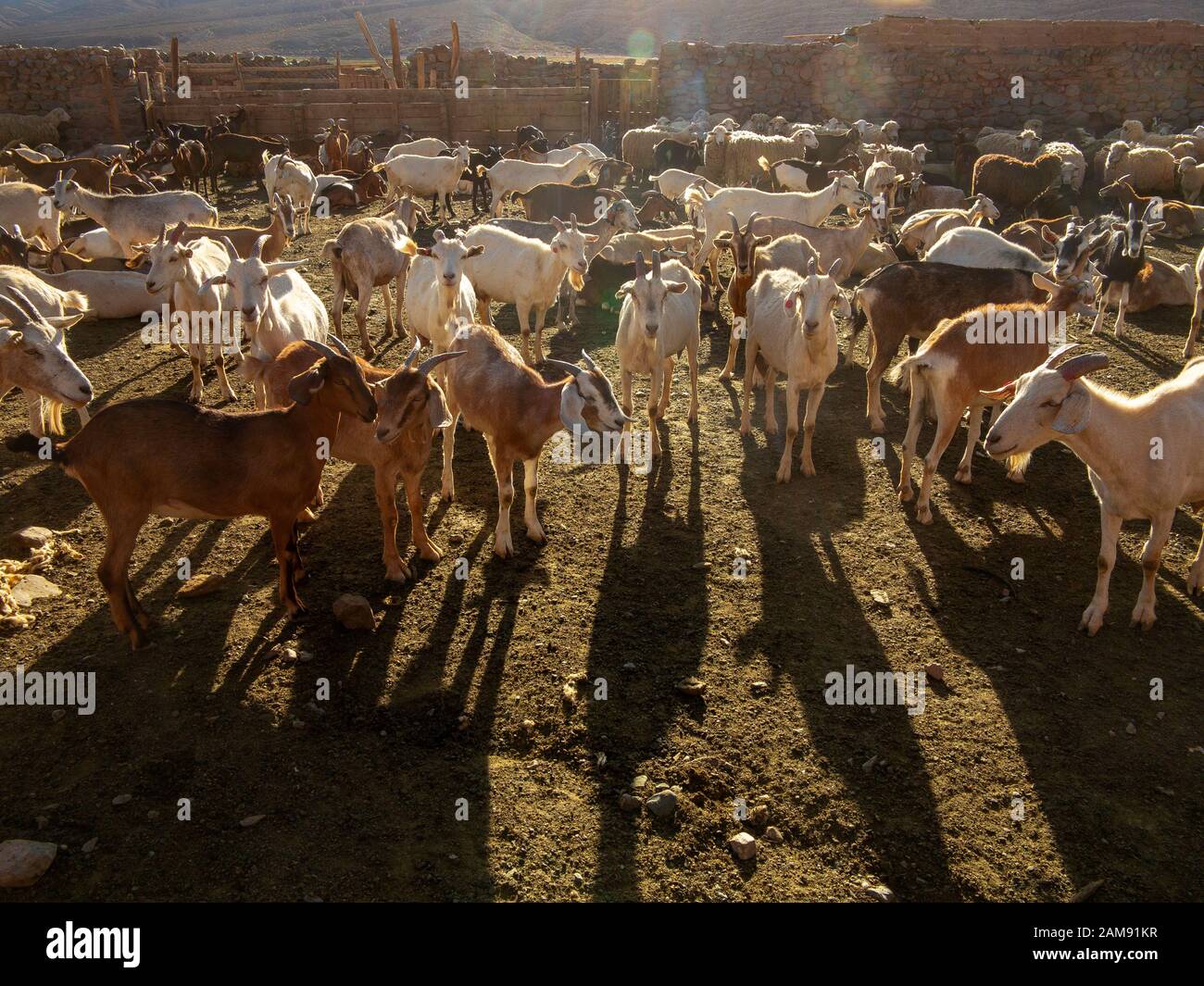 The inhabitants of the Andes region used to raise big flocks of goats ...