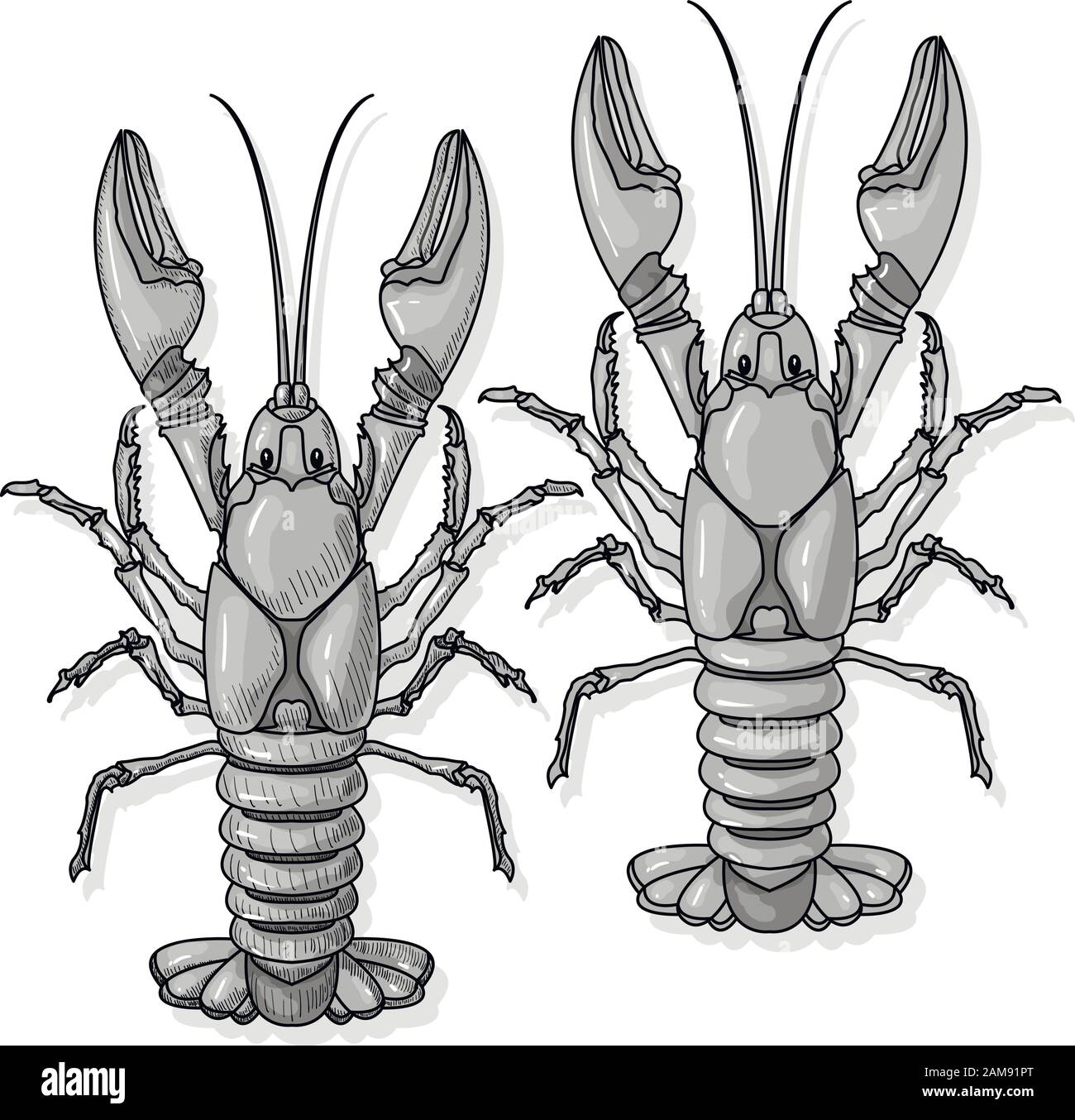 Crayfish vector illustration on a white background Stock Vector Image & Art - Alamy