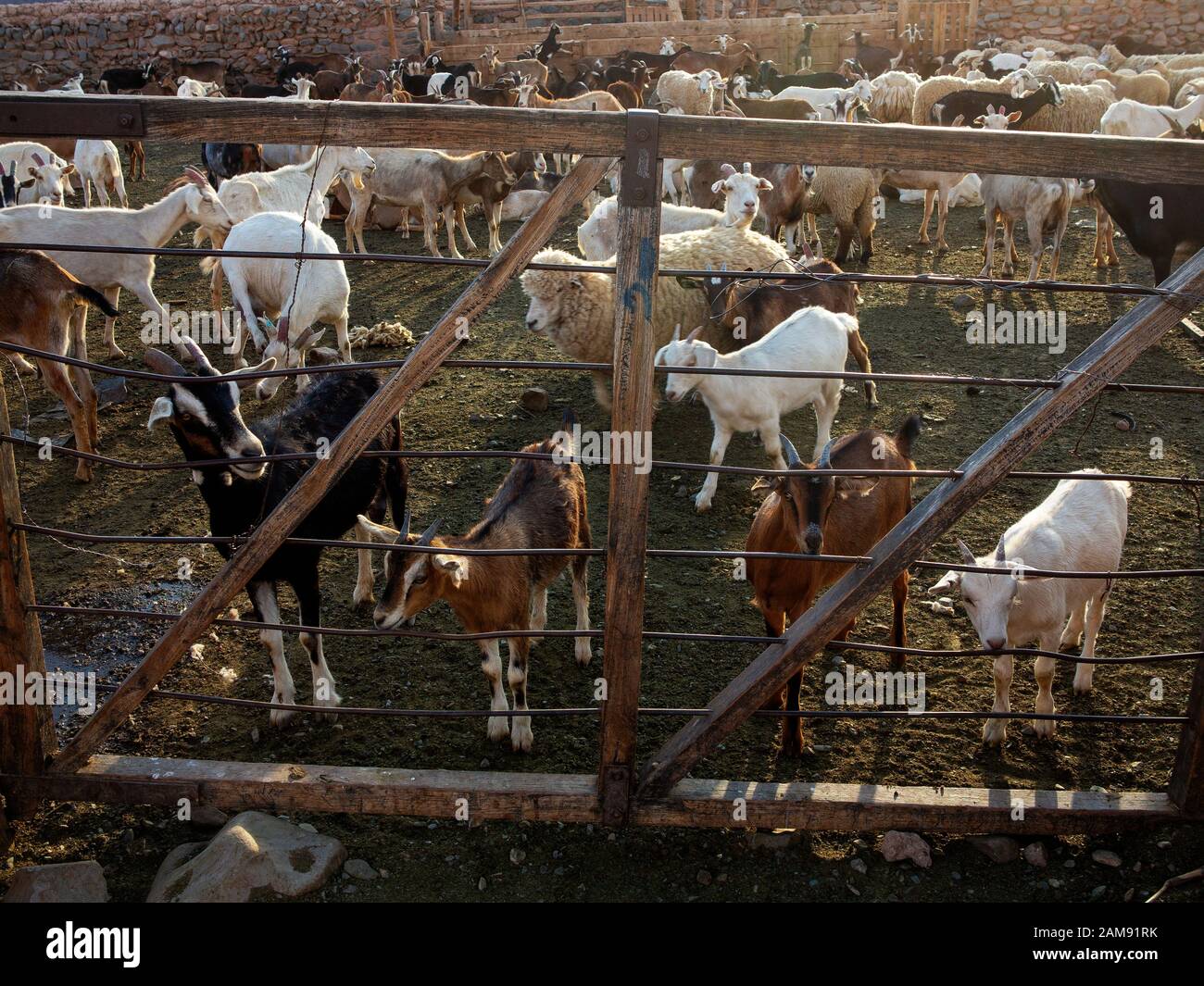 The inhabitants of the Andes region used to raise big flocks of goats ...