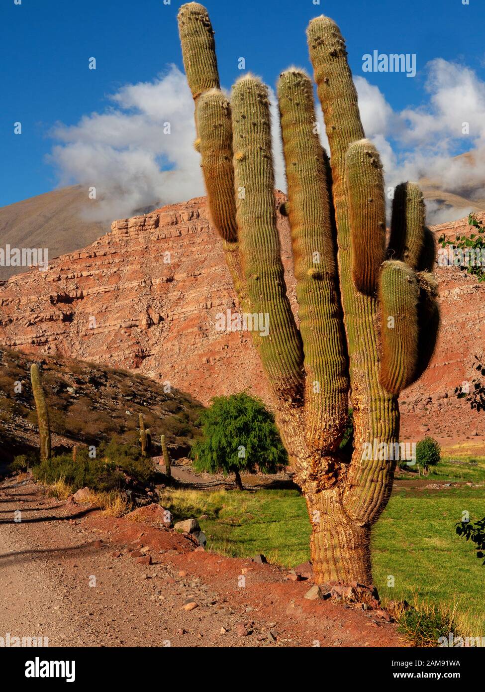 Big cactus right by the ruta 40 that links Cachi to San Antonio de Los ...