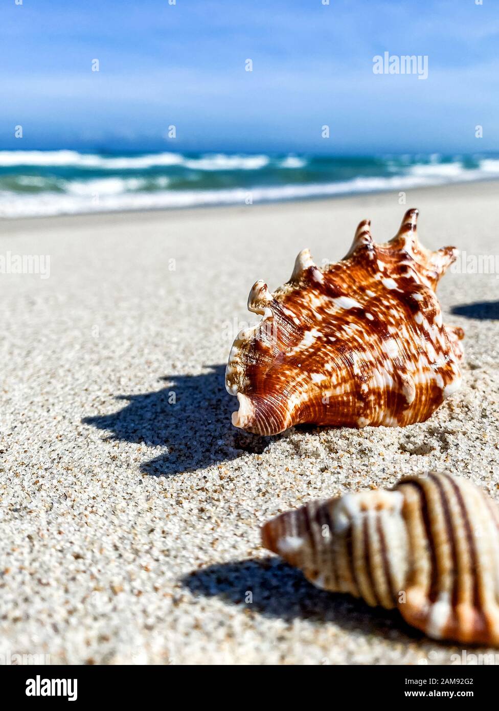 Tropical beach with shells in the foreground on the sand and blurry sea ...