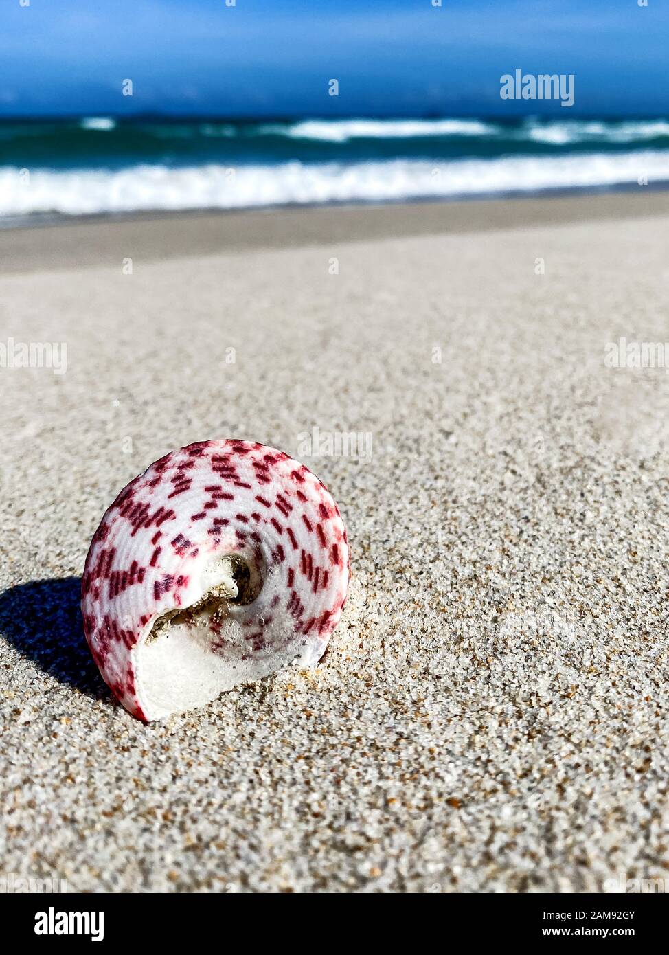 Tropical beach with shells in the foreground on the sand and blurry sea ...