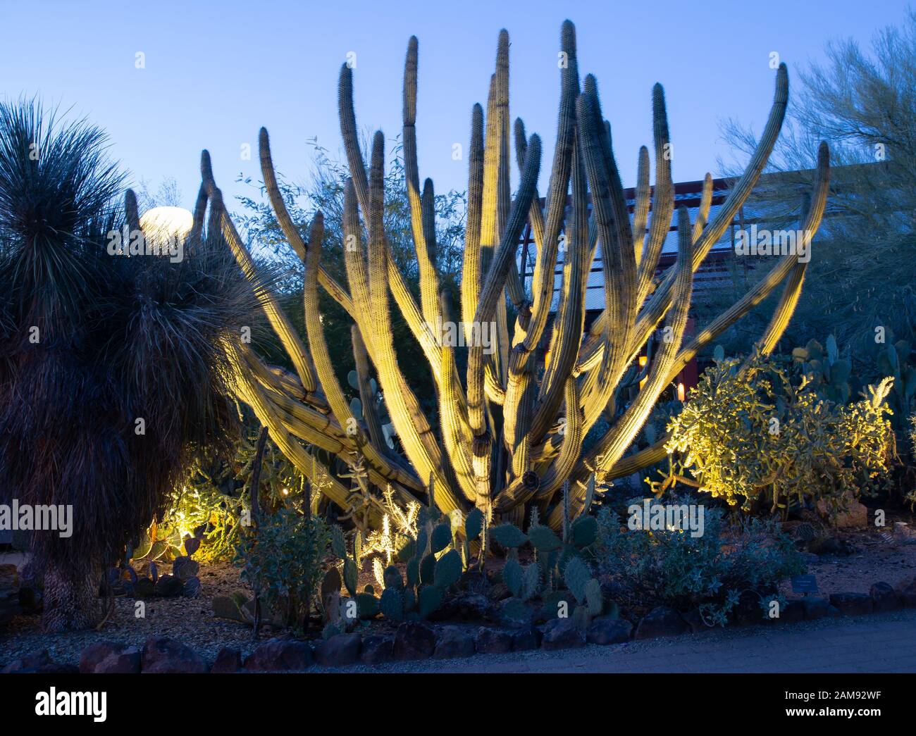 Night desert greenery hi-res stock photography and images - Alamy