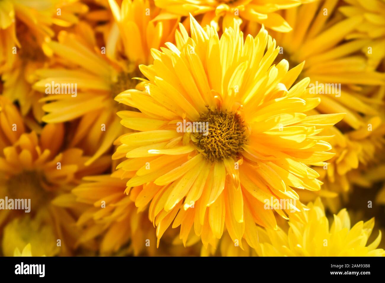 Beautiful yellow spring flower hi-res stock photography and images - Alamy