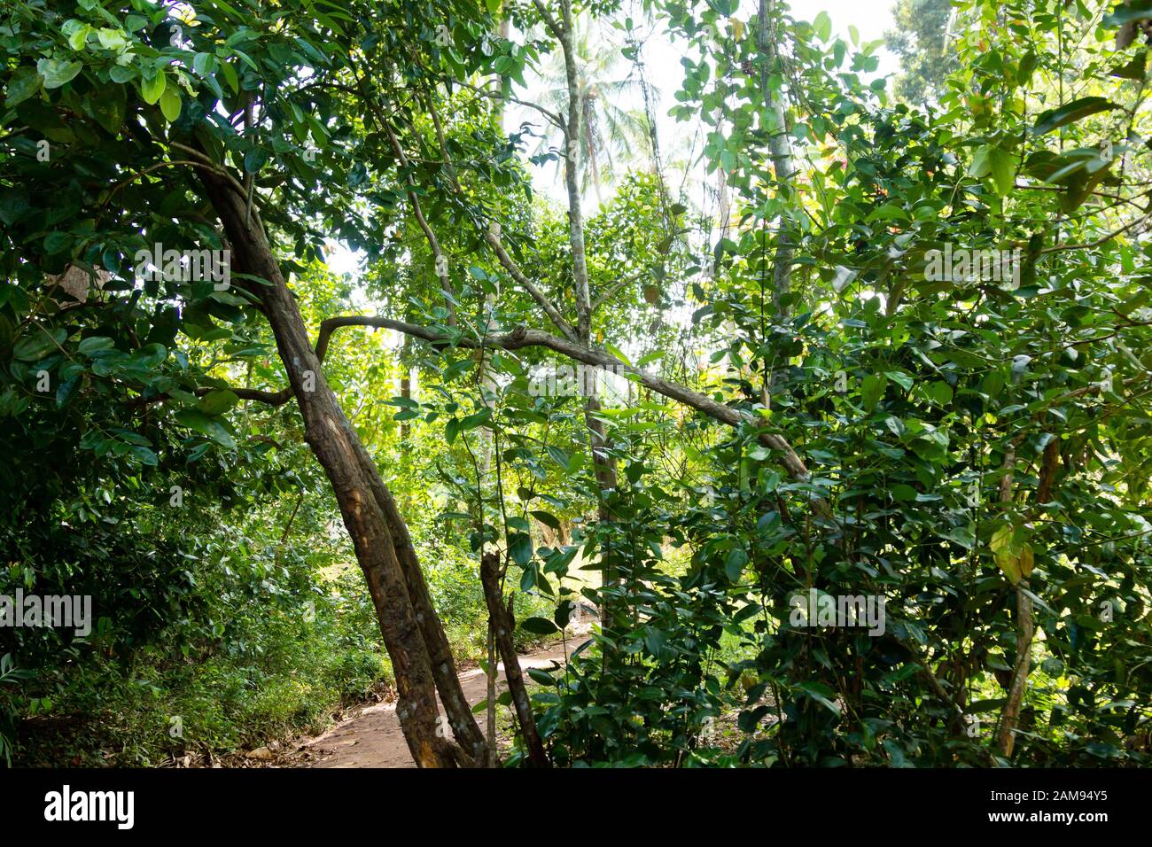 Cinnamon cultivation from Zanzibar, Tanzania. Spices cultivation ...