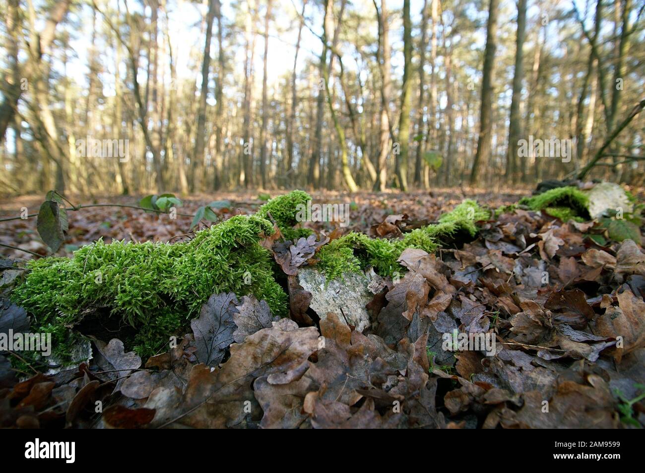 Decay Forest High Resolution Stock Photography and Images - Alamy