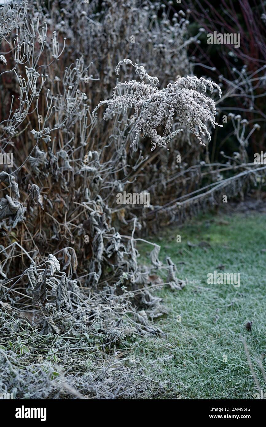Frost on plants hi-res stock photography and images - Alamy