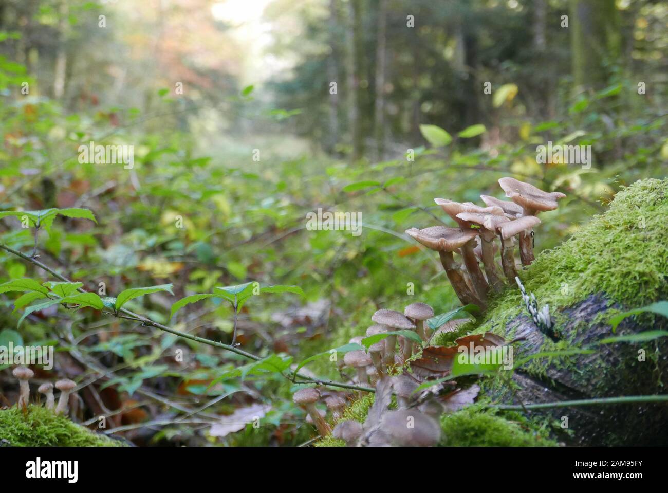 walk in the Brittany countryside in Finistere, France. discovery of the ...