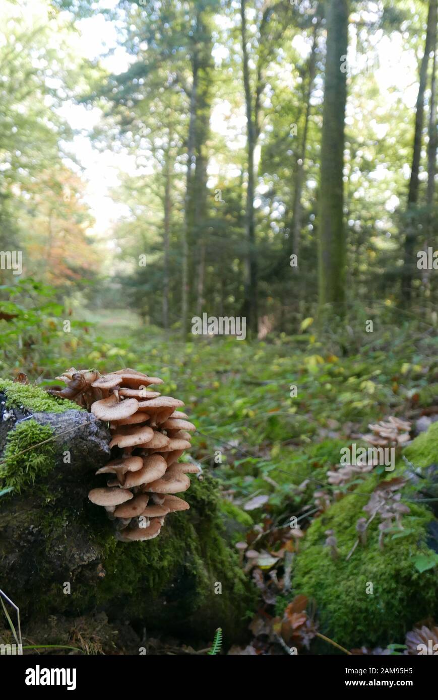walk in the Brittany countryside in Finistere, France. discovery of the ...