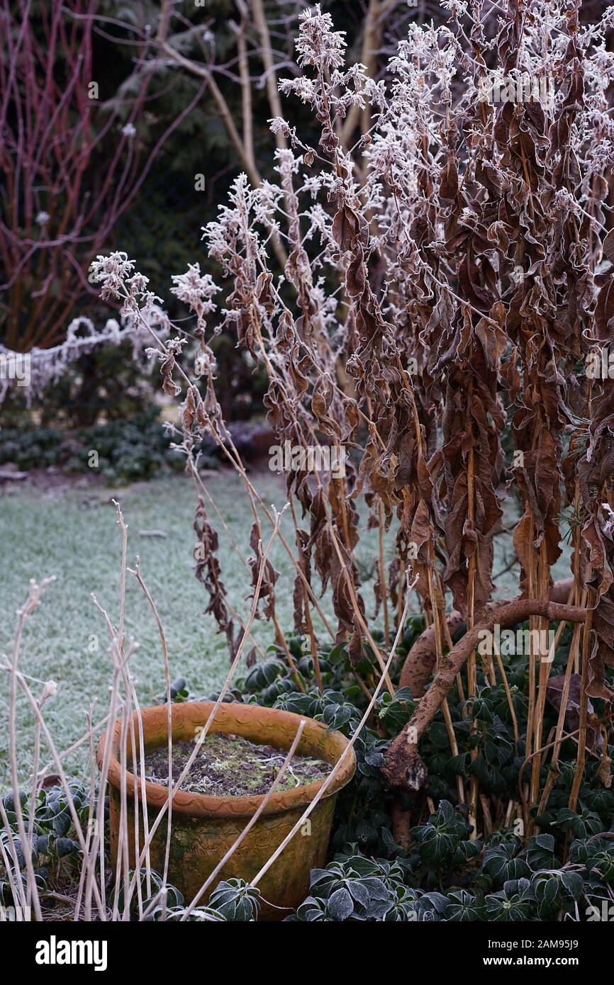 winter in the garden - withered plant stems covered with frost Stock ...