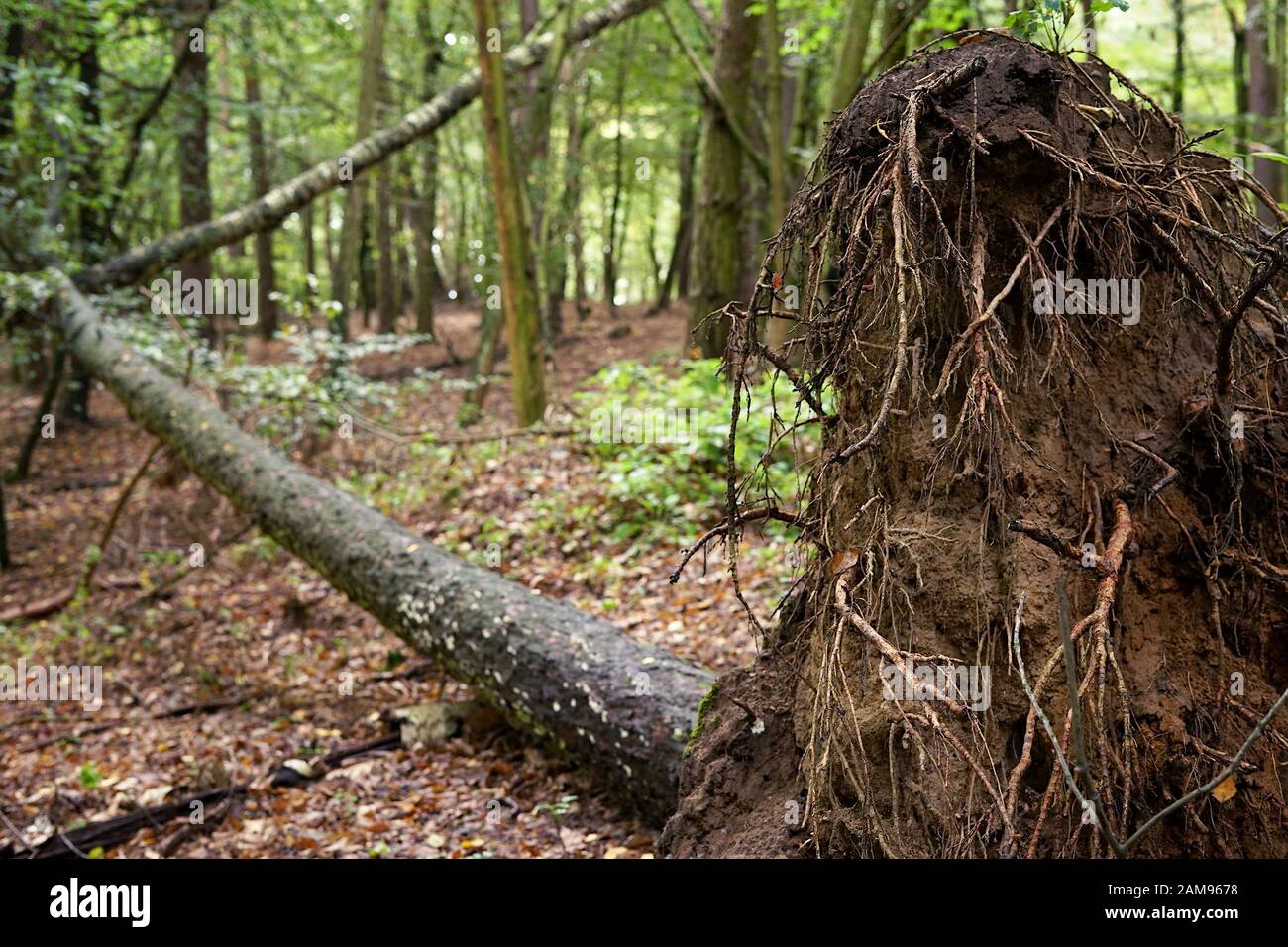 overturned tree in the forest Stock Photo - Alamy
