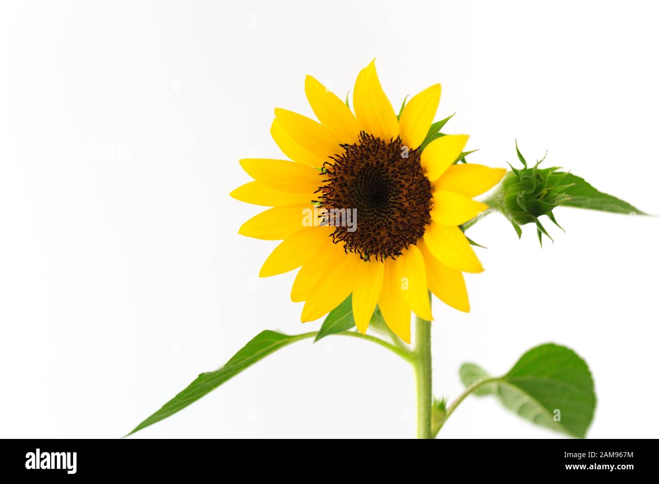 View field beautiful orange Cut Out Stock Images & Pictures - Alamy