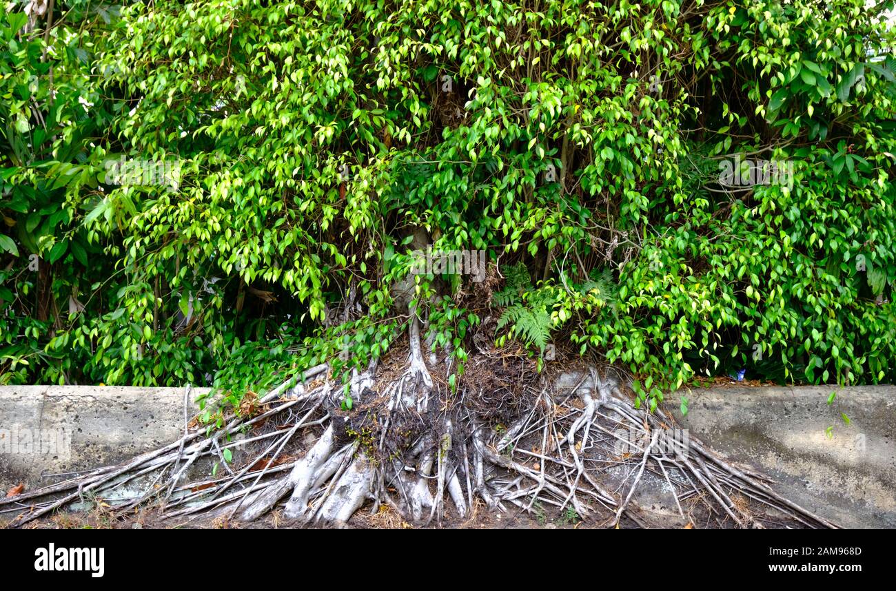 Aerial surface close up wood hi-res stock photography and images - Alamy