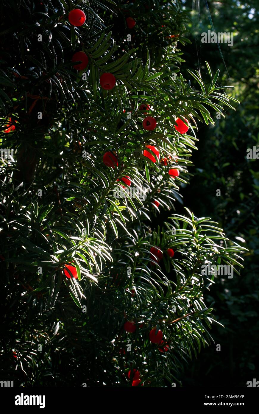 Poisonous fruit hi-res stock photography and images - Alamy