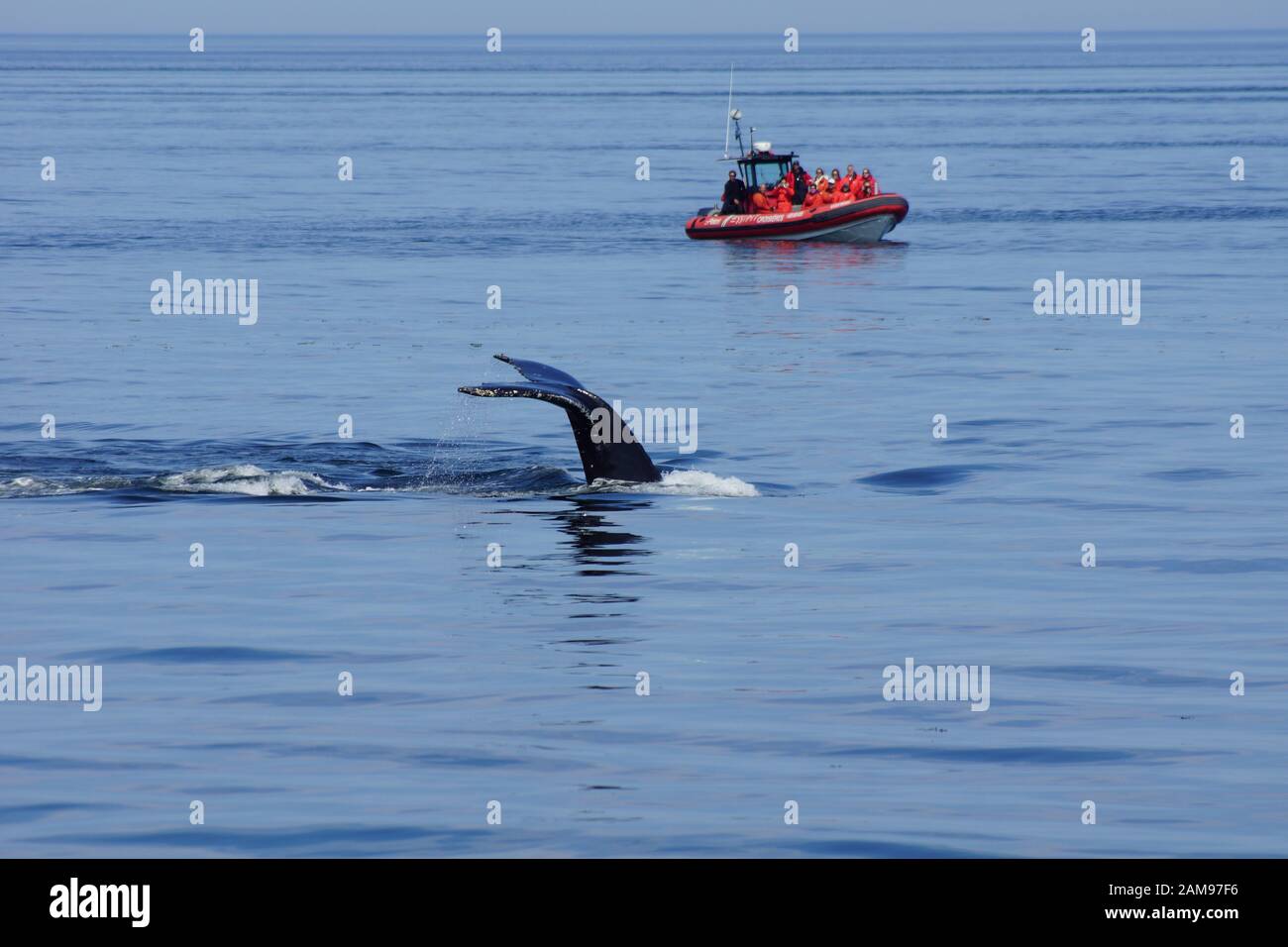 Whale diving in st lawrence at tadoussac hi-res stock photography and ...