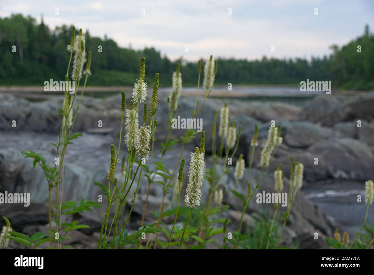 National flower of newfoundland hi-res stock photography and images - Alamy
