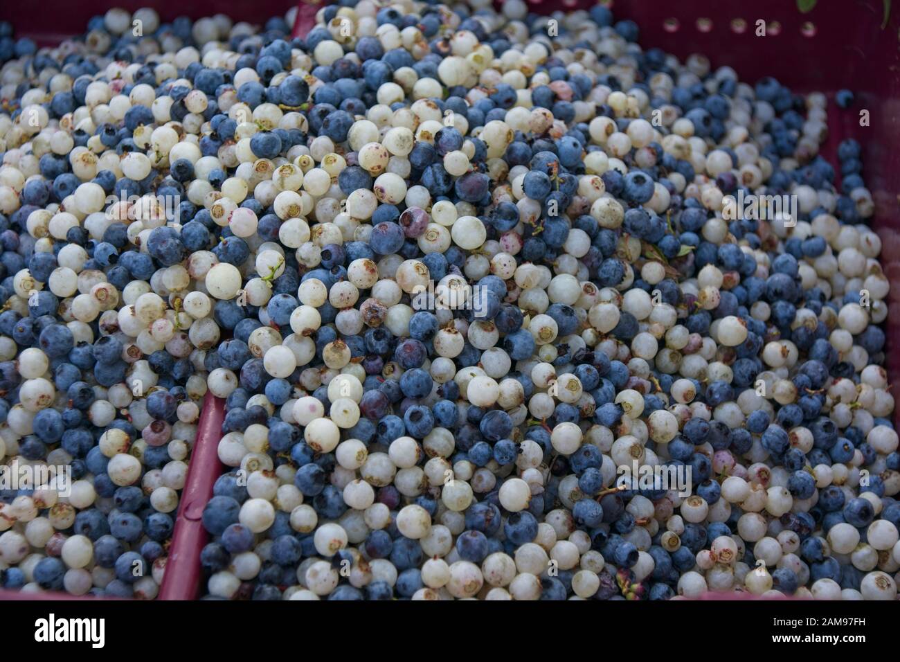 Blue and special white blueberries harvested Stock Photo - Alamy