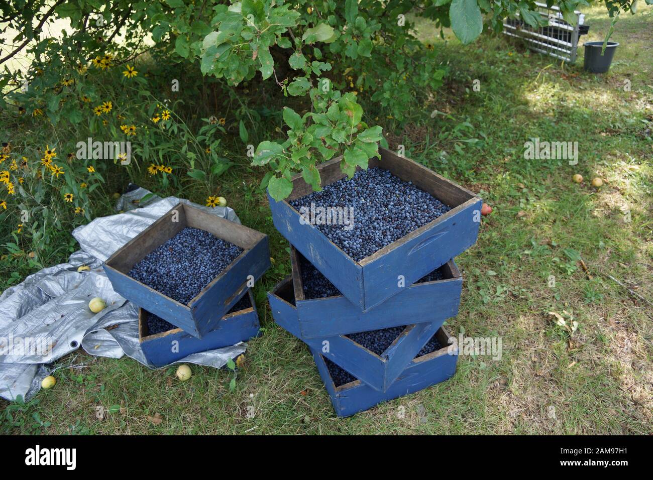 Blue and special white blueberries harvested Stock Photo - Alamy