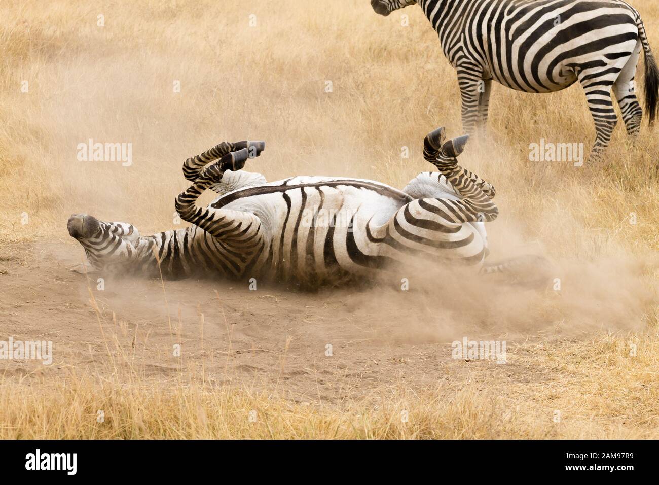 Zebra that is rolling on the ground. Ngorongoro crater, Tanzania ...
