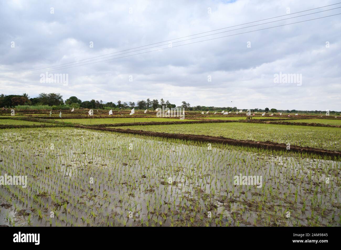 Rice cultivation african hi-res stock photography and images - Alamy