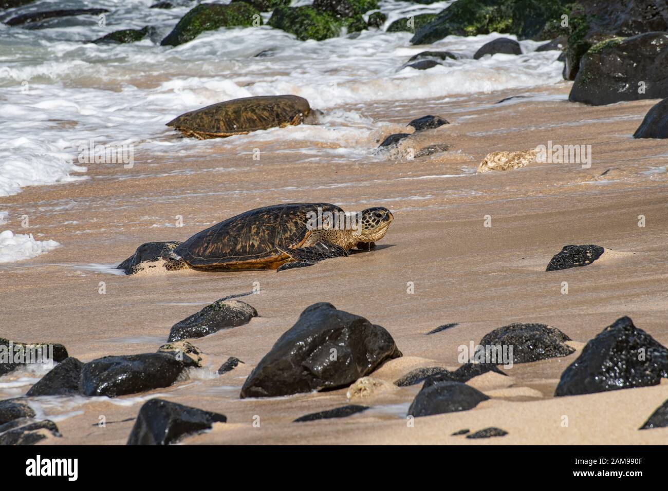 Sea turtle on beach hi-res stock photography and images - Alamy