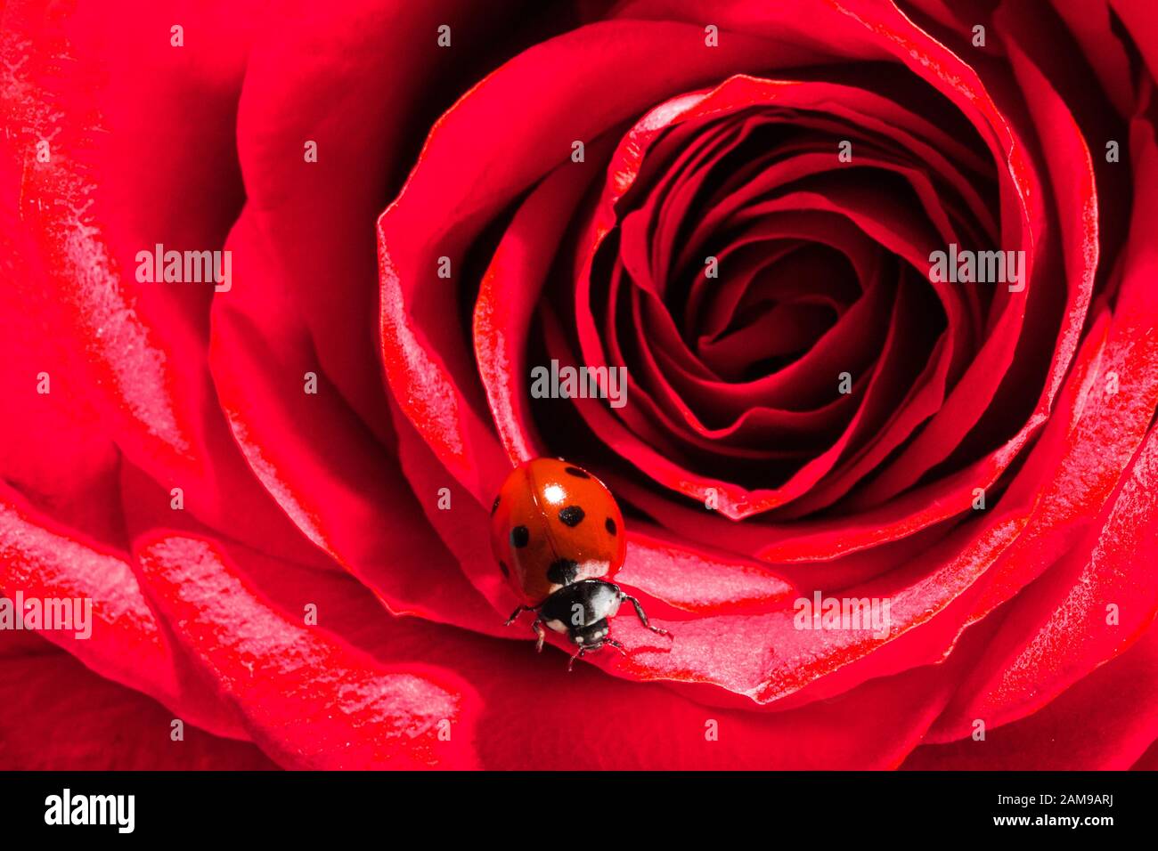 Ladybug on petal rose hi-res stock photography and images - Alamy