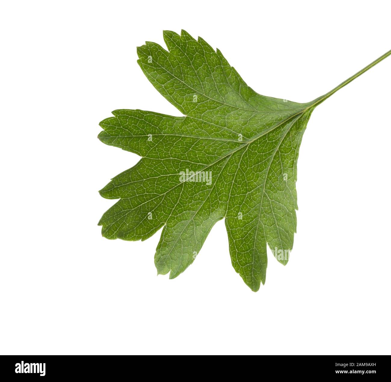Fresh green leaf of Hawthorn (May-tree) isolated on white background ...