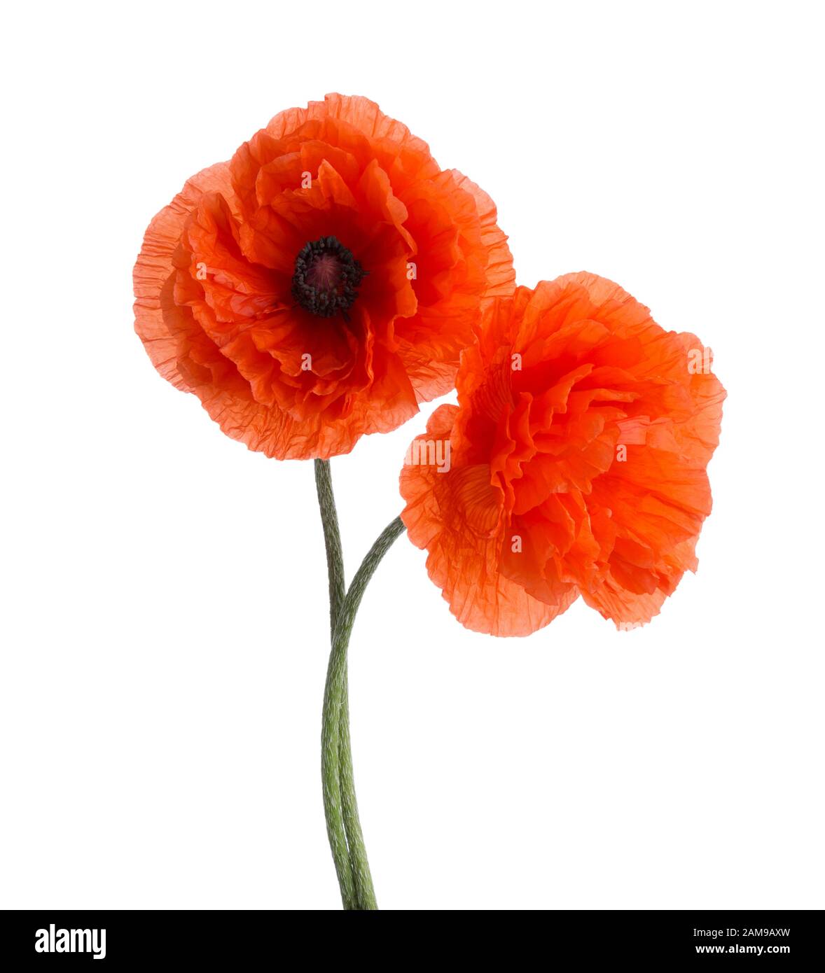 Two red poppies isolated on white background Stock Photo - Alamy