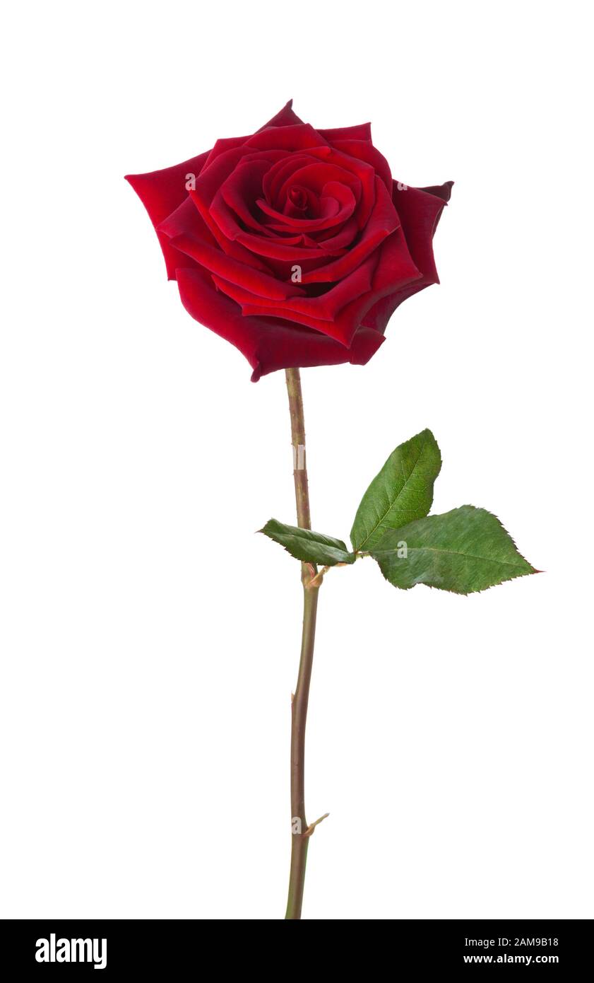 Bright red Rose isolated on white background Stock Photo - Alamy