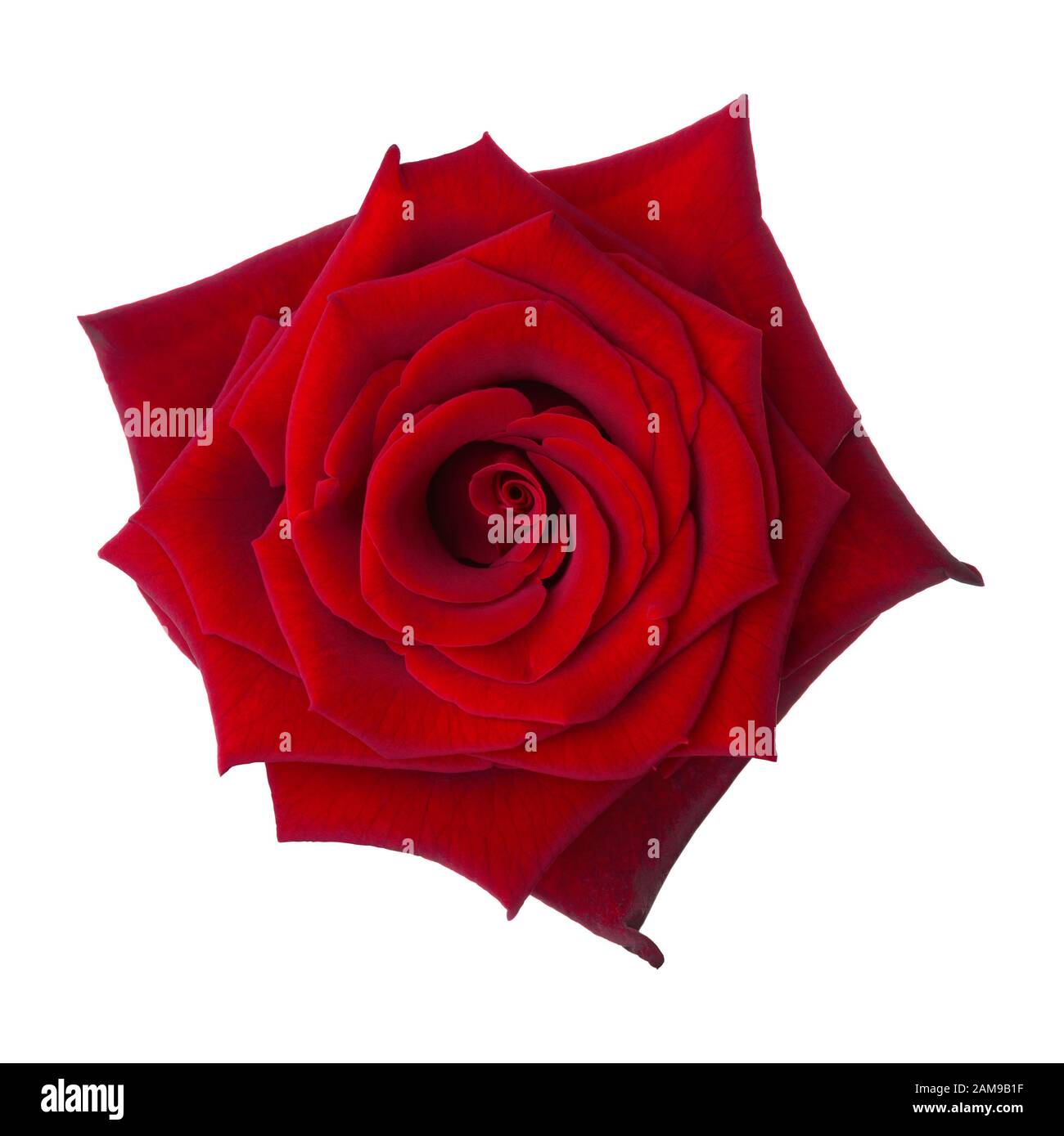 Bright red Rose isolated on white background Stock Photo - Alamy