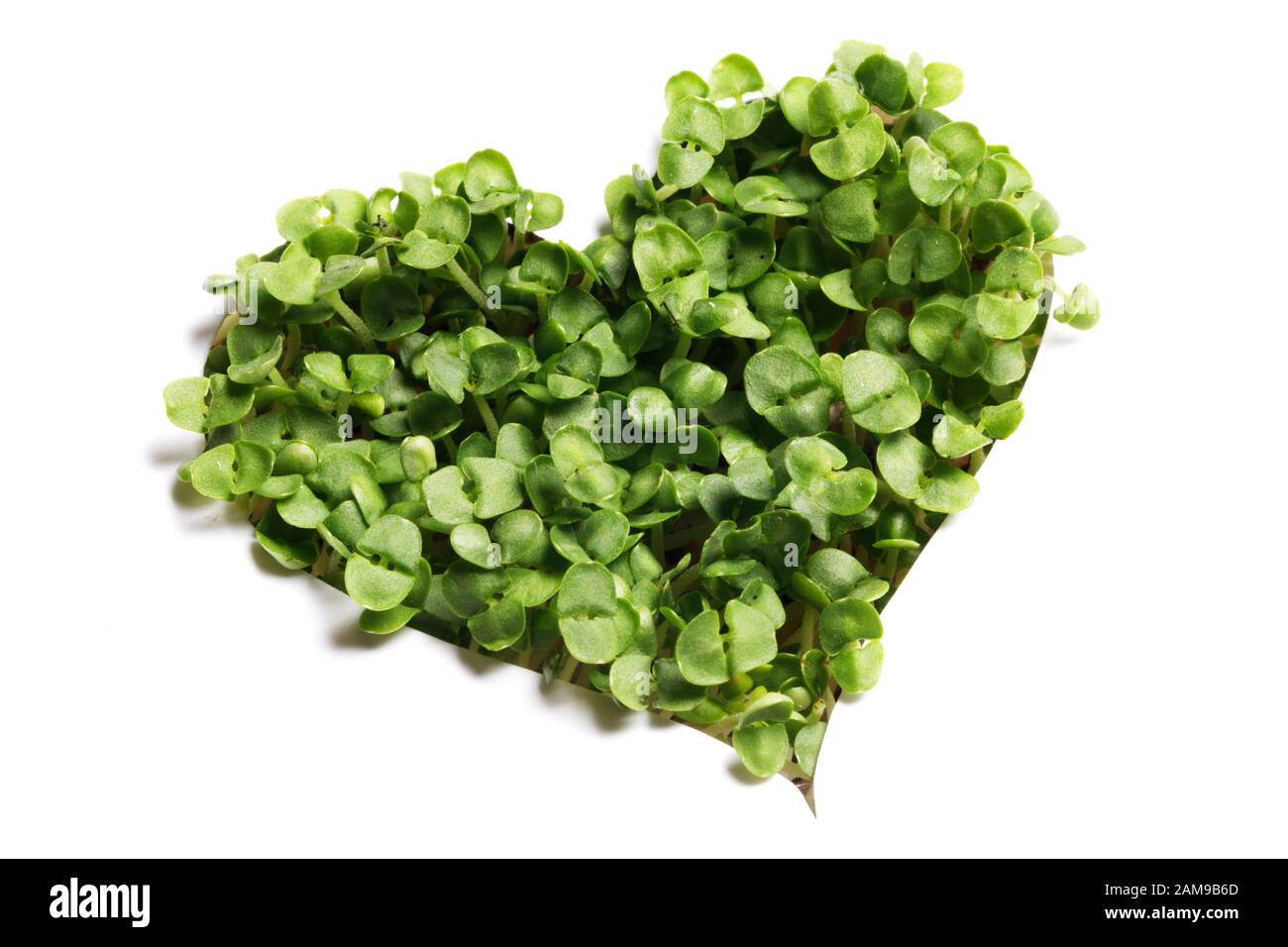 Sprout green plants growing a heart shape isolated on white background ...