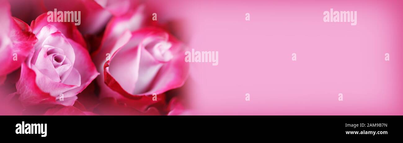 Pink rose flowers background with copy space for text Stock Photo - Alamy