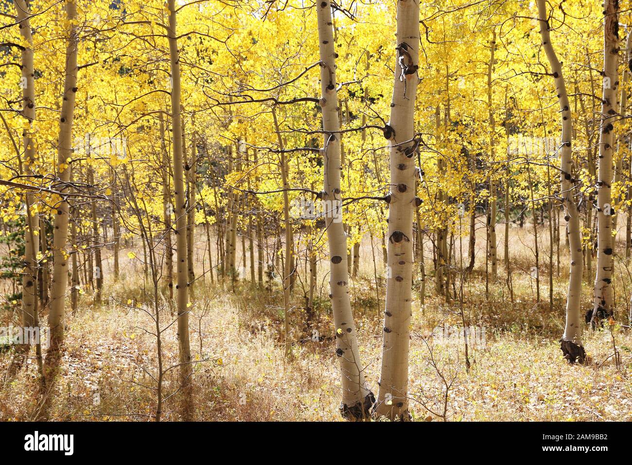 Beautiful Aspen Trees in fall Stock Photo - Alamy