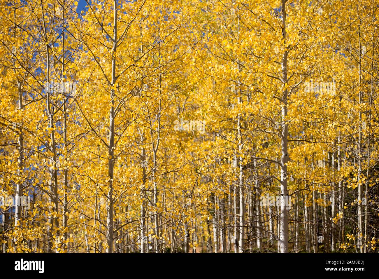 Beautiful Aspen Trees in fall Stock Photo - Alamy