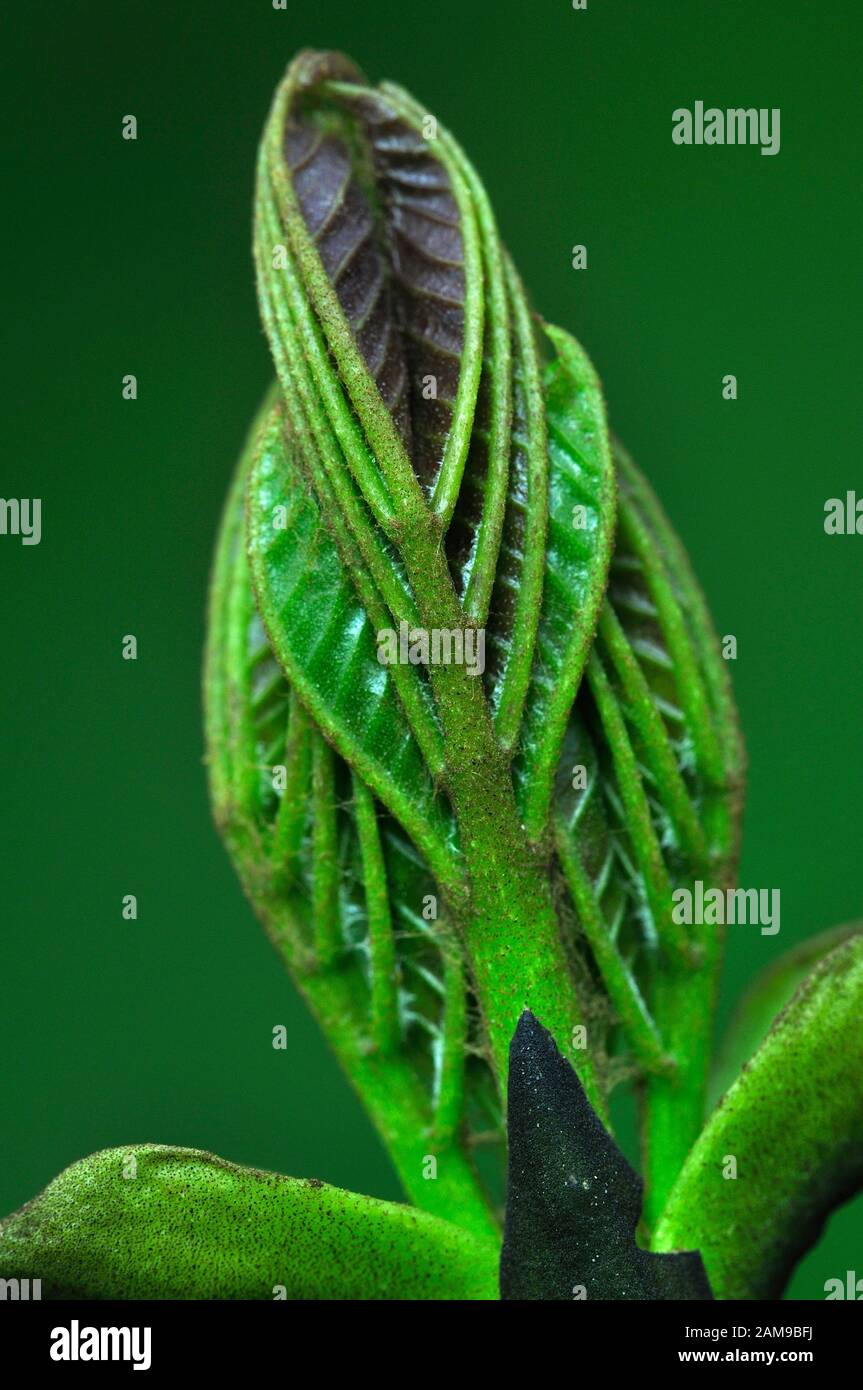 Ash tree portrait hi-res stock photography and images - Alamy