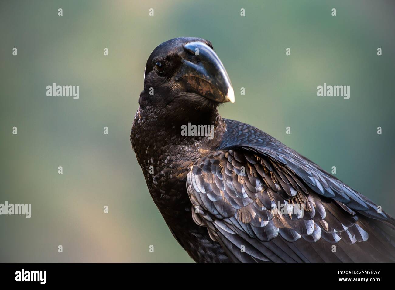 Thick-Billed Raven (Corvus crassirostris), is a bird which is common to ...
