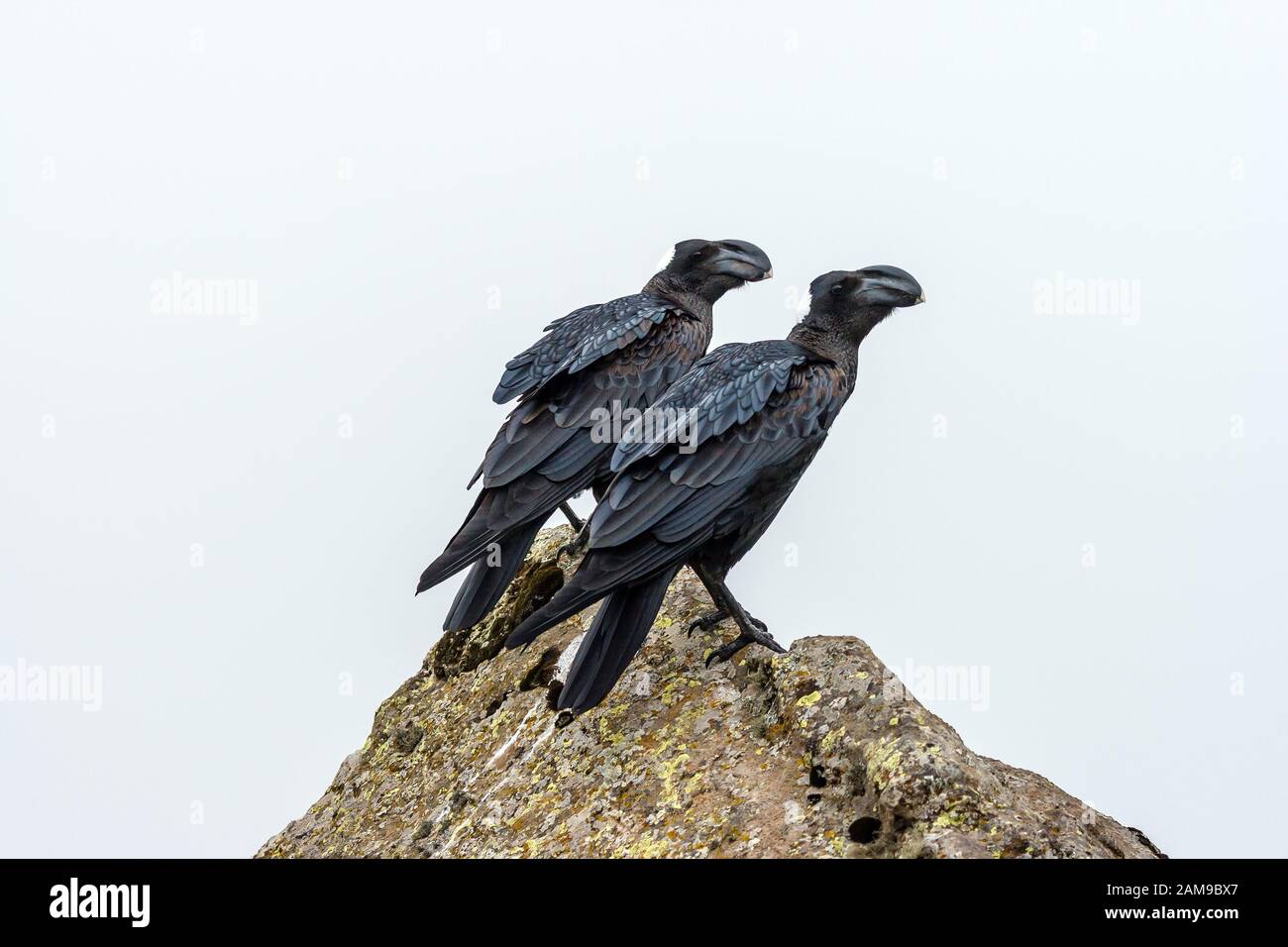 Thick-Billed Raven (Corvus crassirostris), is a bird which is common to ...