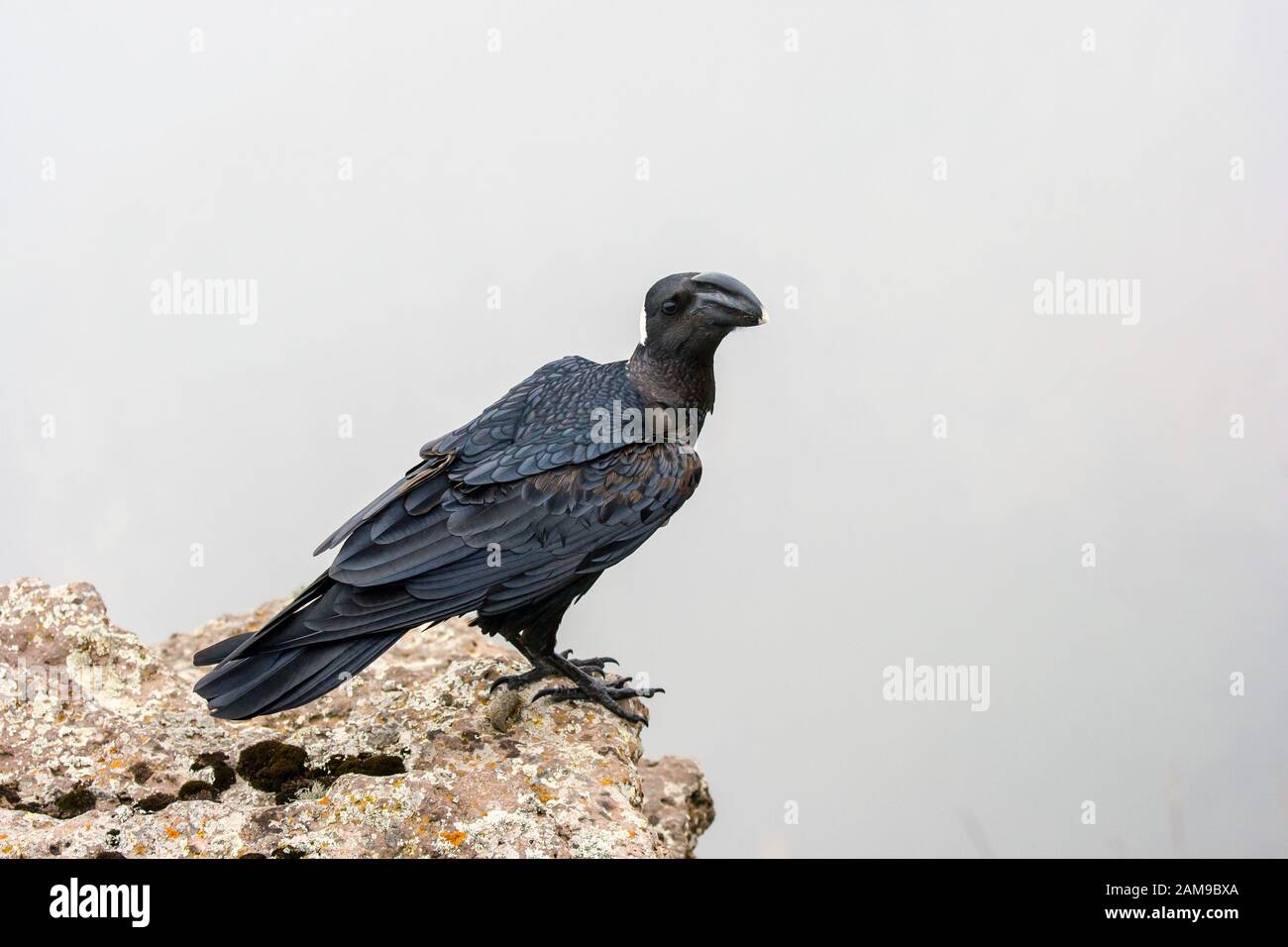 Thick-Billed Raven (Corvus crassirostris), is a bird which is common to ...