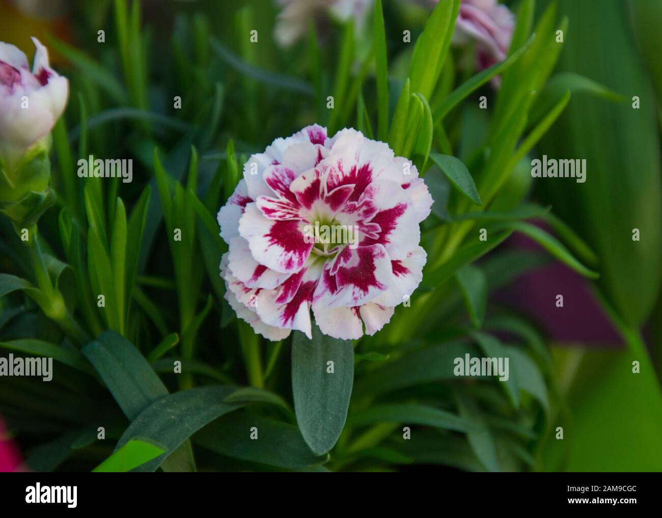 Carnation flowers, red, pink, close-up cloves, background for 8 march ...