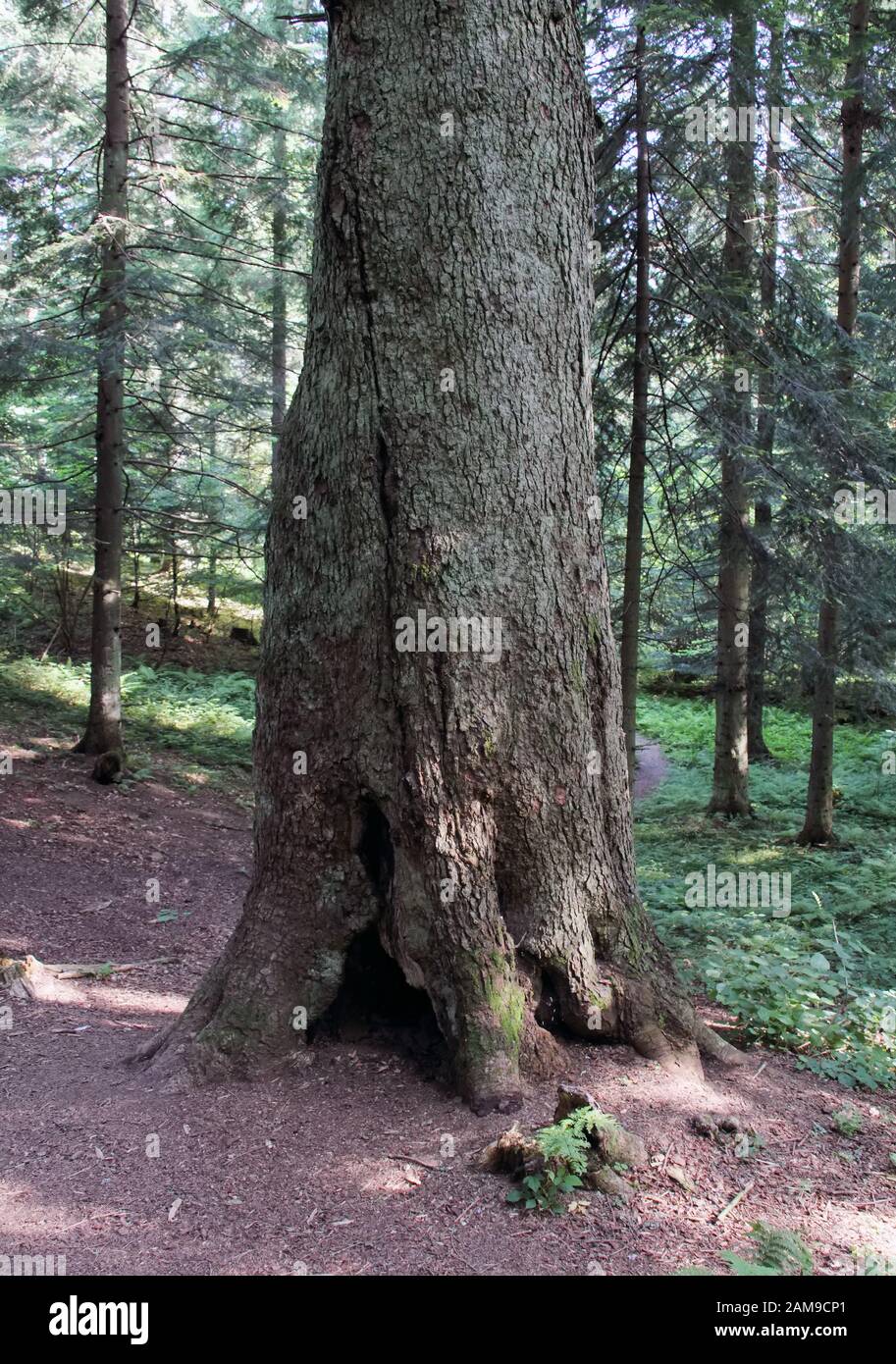 250 years old "Lusumila" the fattest fir tree in Poland, Stuposiany ...
