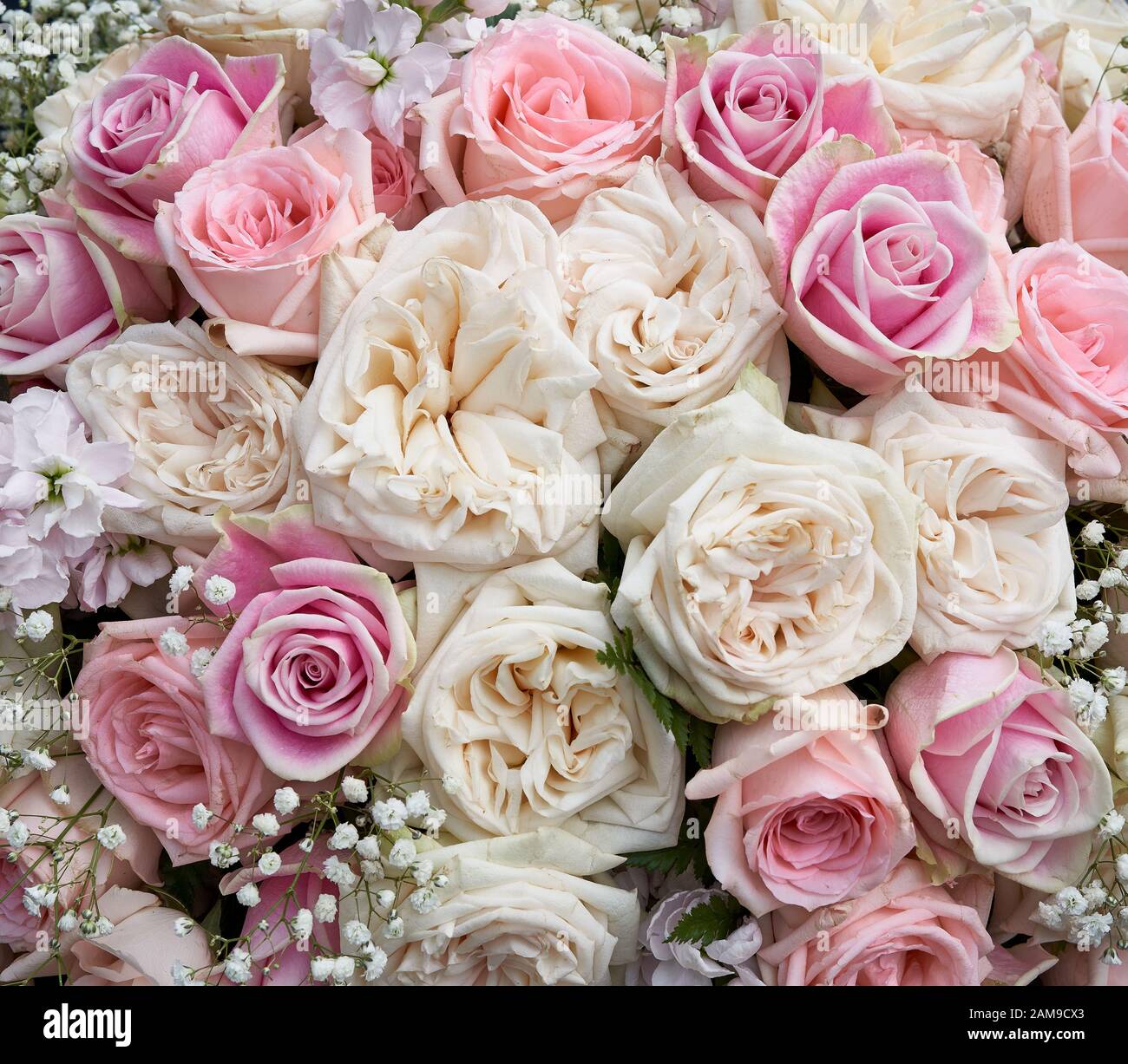 Flower arrangement of white and pink roses Stock Photo - Alamy